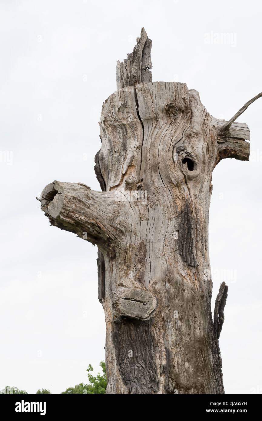 Stump with eyes hi-res stock photography and images - Alamy