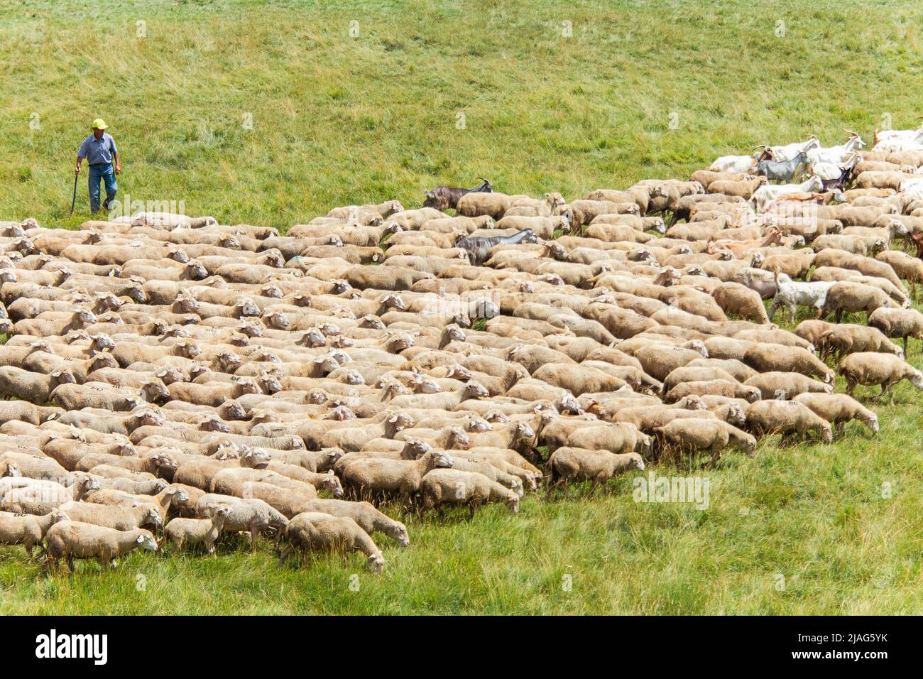 Shepherd with large flock of sheep on a green meadow. Many sheep outdoors Stock Photo - Alamy