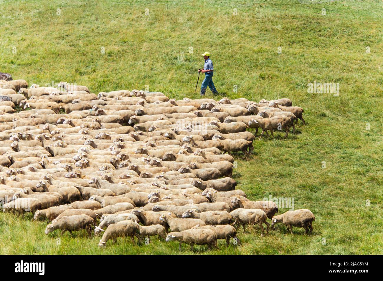 Shepherd with large flock of sheep on a green meadow. Many sheep outdoors Stock Photo - Alamy