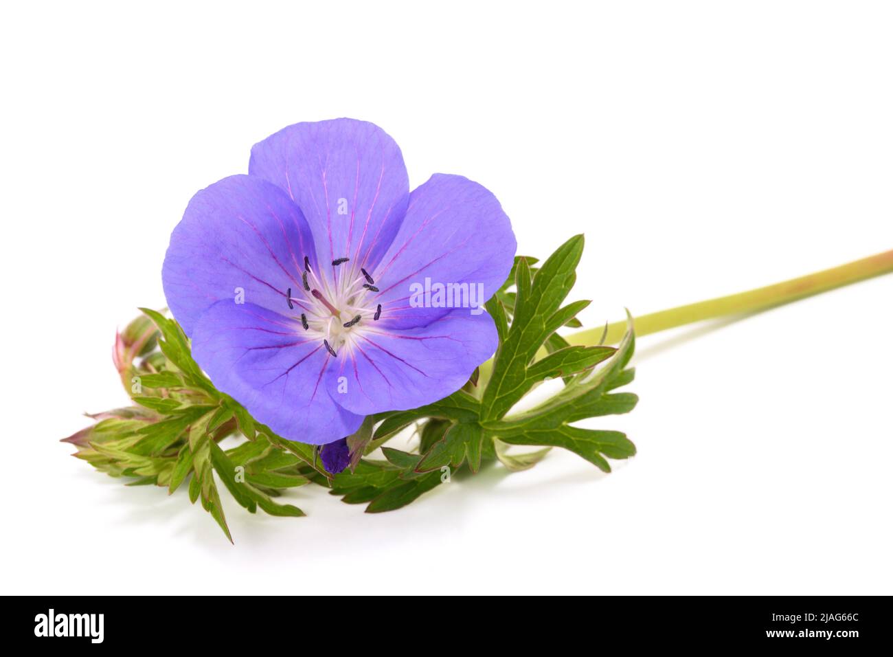 Geranium flower isolated on white background Stock Photo - Alamy