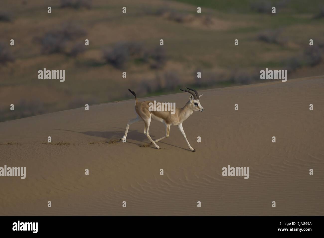 The rhim gazelle or rhim (Gazella leptoceros), also known as the ...