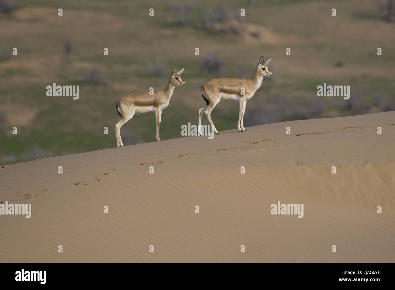 The rhim gazelle or rhim (Gazella leptoceros), also known as the ...
