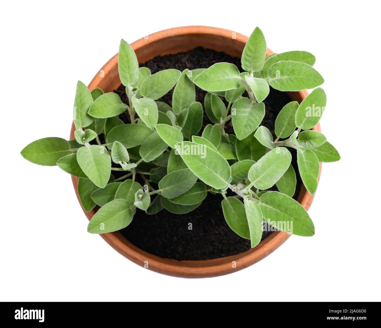 Green plants on top Cut Out Stock Images & Pictures - Alamy