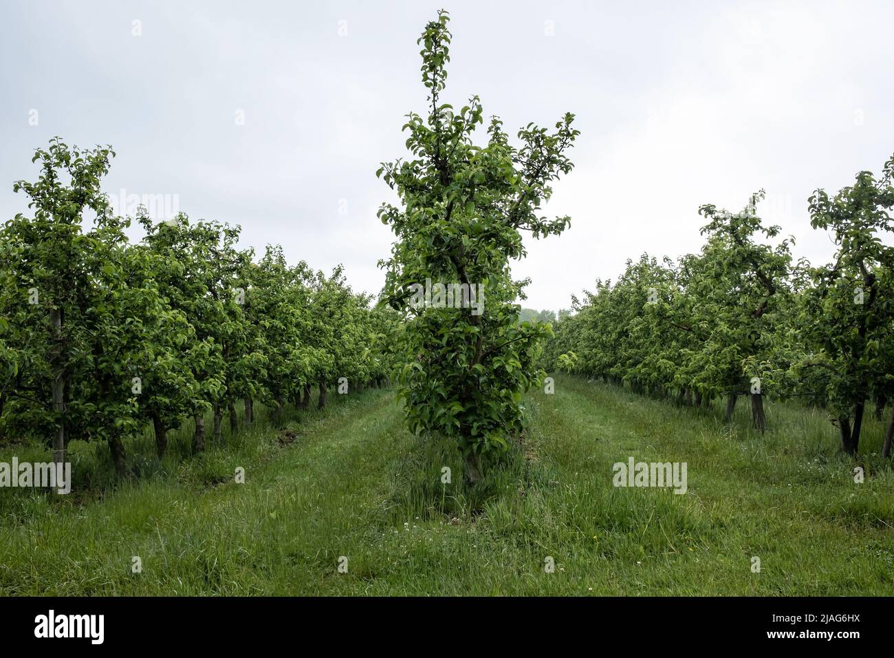 Plantation with growing apple tree seedlings attached to sticks for ...