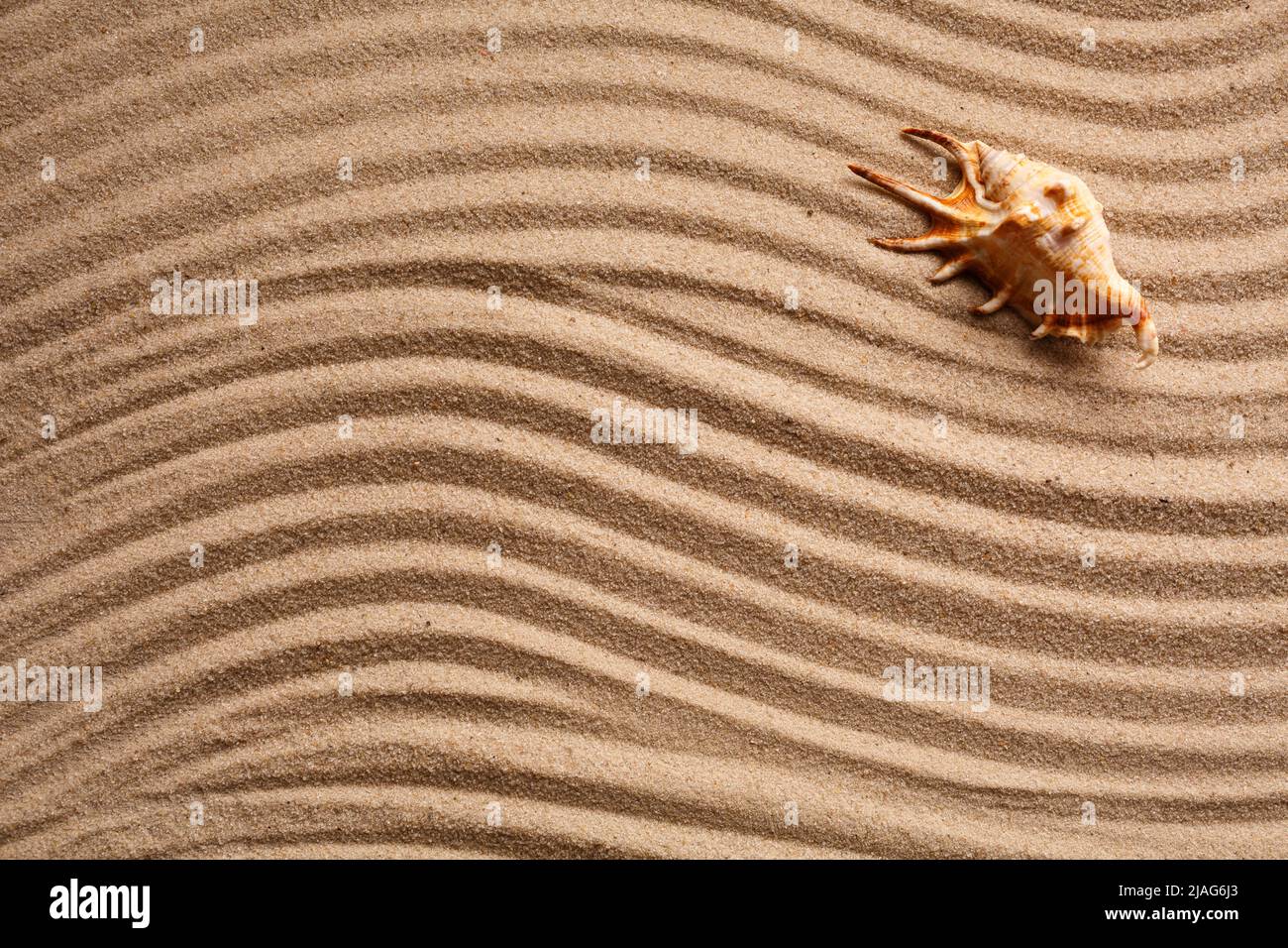 Sea beach sand background with seashells. Natural seashore textured ...