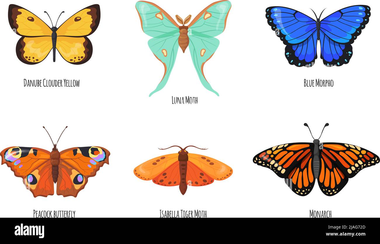 Lepidoptera butterflies. Peacock butterfly, beauty species tropical fly ...
