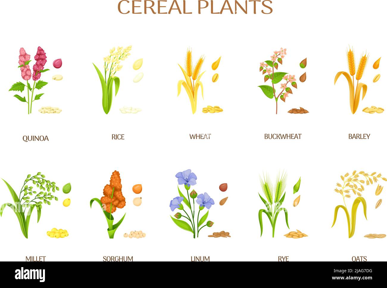 Spikelets of cereal plants. Flour ears, crops agriculture plant rye ...