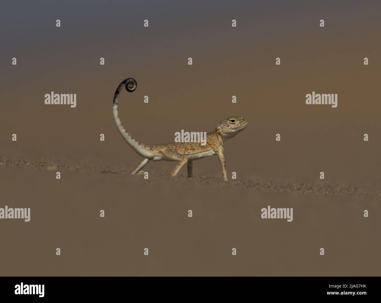 Arabian black head desert lizard hi-res stock photography and images ...