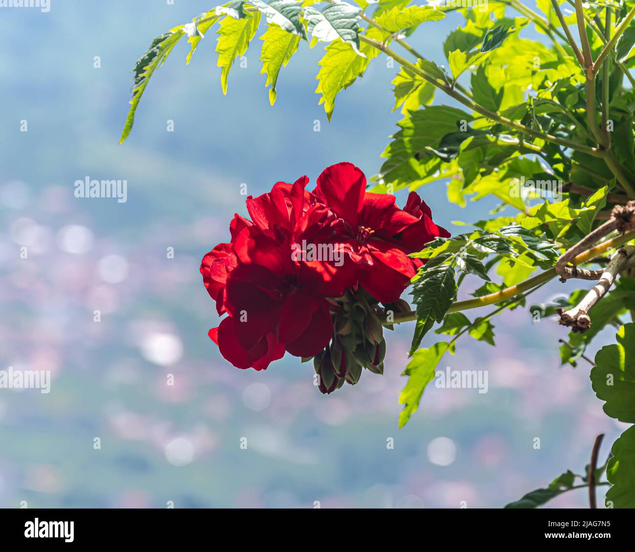 Hibiscus rosa sinensis tree hi-res stock photography and images - Alamy
