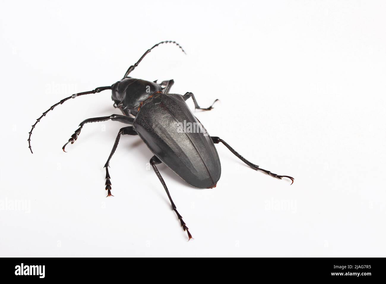 Black winged insect backside photo isolate on white background Stock ...