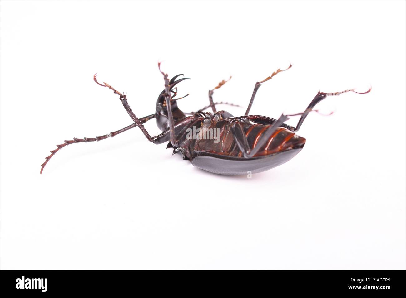 Die winged insect upside down photo isolate on white background Stock ...