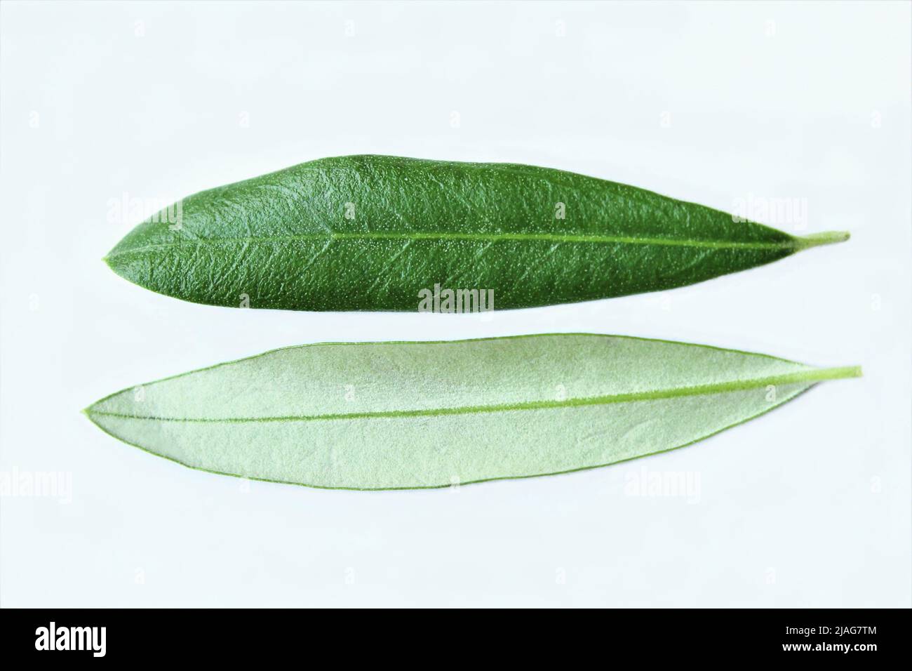Close up pair of olive leave front and backside photo isolate on white ...