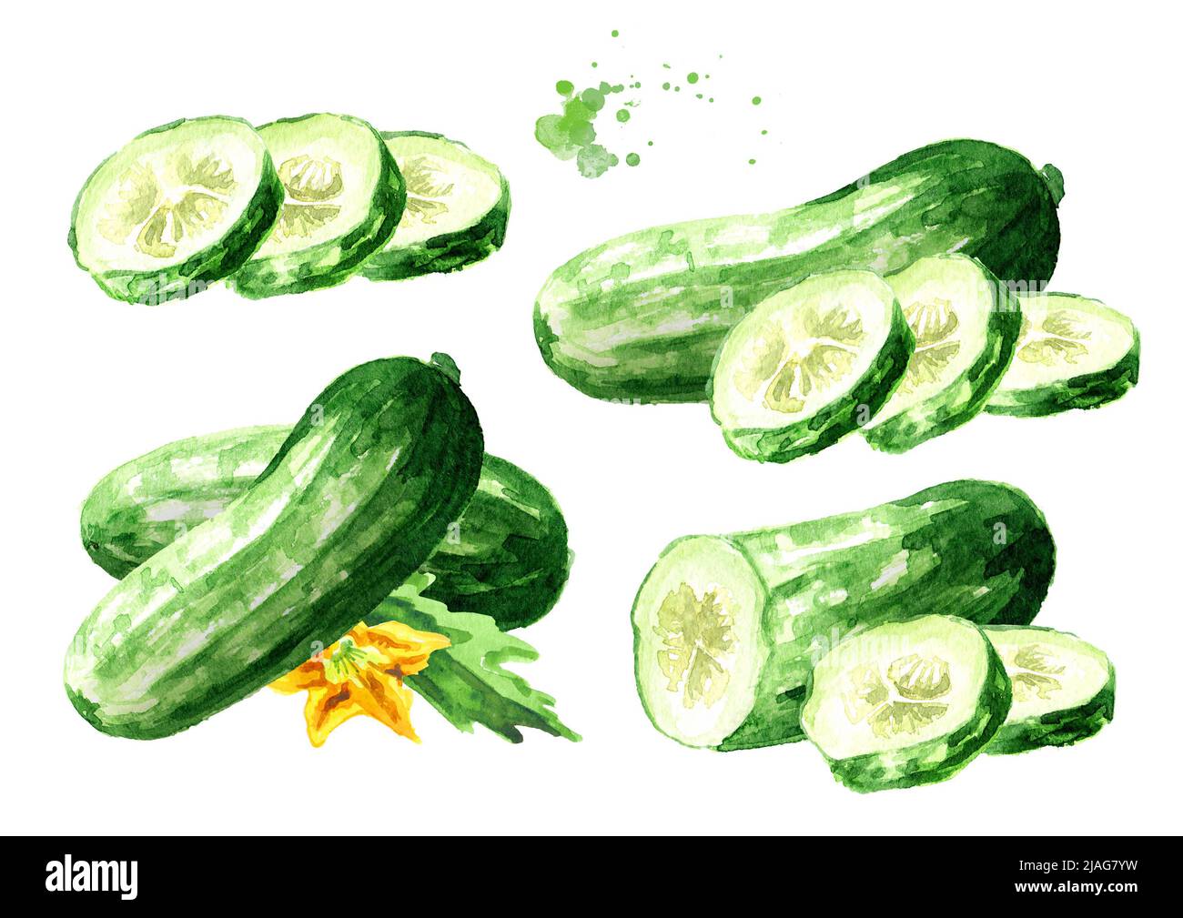 Cucumber composition set, Watercolor hand drawn illustration, isolated ...