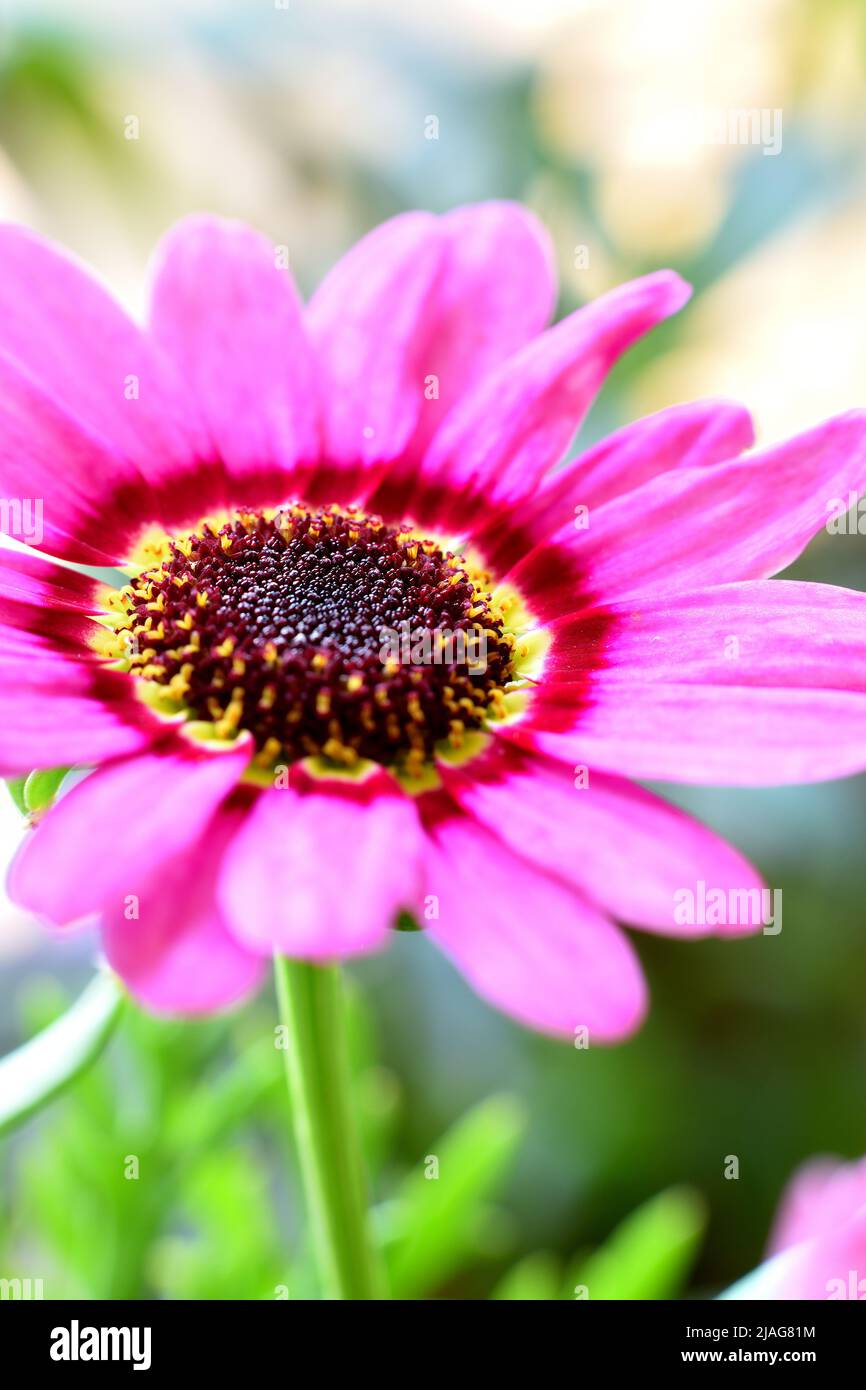 Grandaisy pink hi-res stock photography and images - Alamy