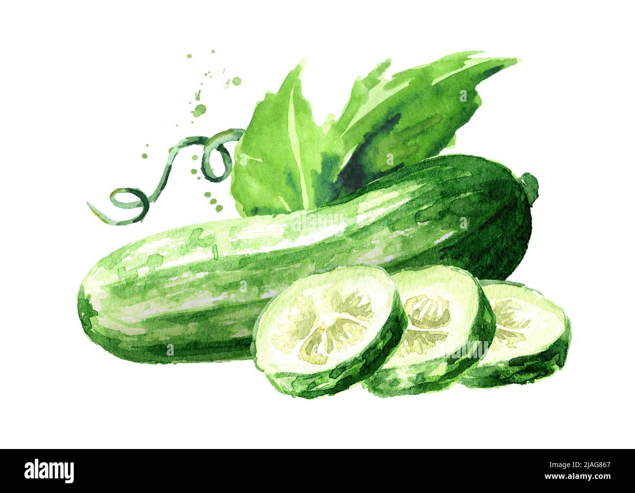 Green whole and cut Cucumber, Watercolor hand drawn illustration ...