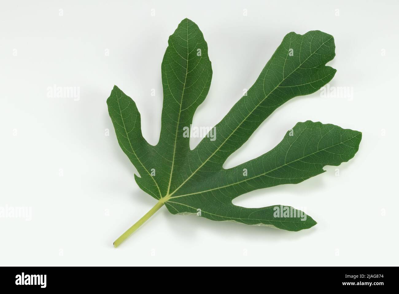 Fig leaf isolated on a white background. Top view Stock Photo - Alamy