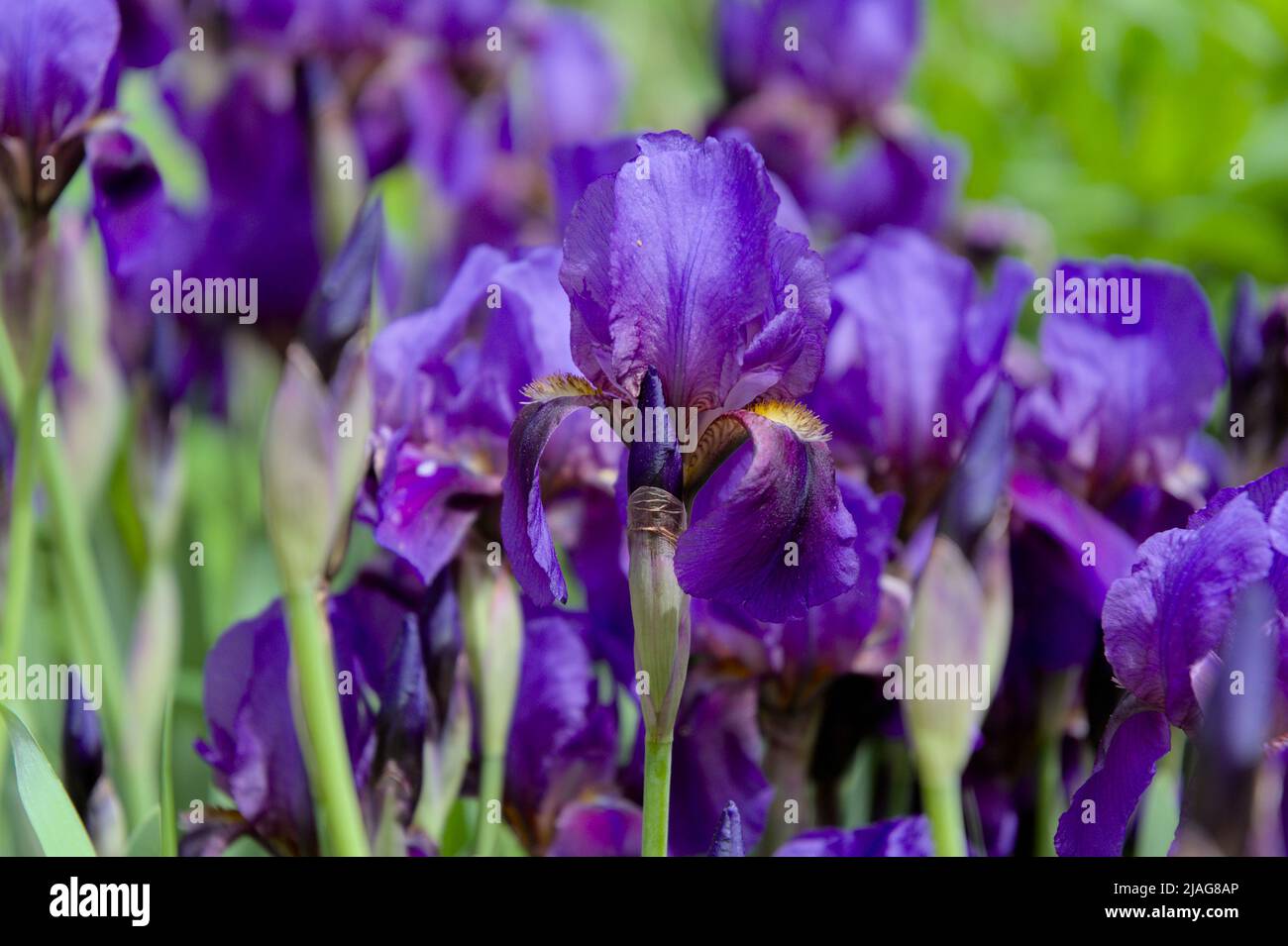 Beautiful purple Iris flowers in a Spring garden in Ottawa, Ontario ...