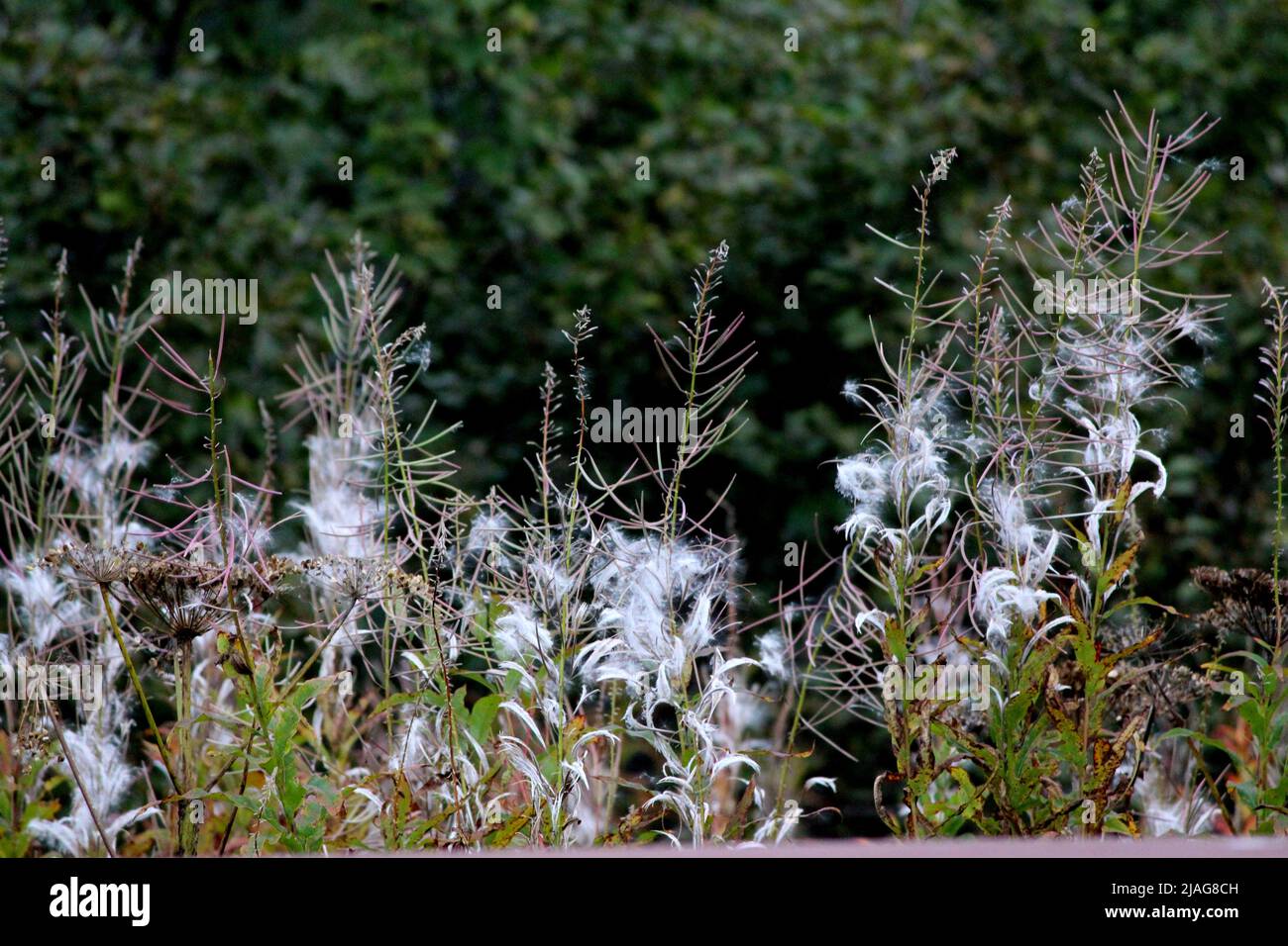 color of plants on Alaskan hike Stock Photo - Alamy