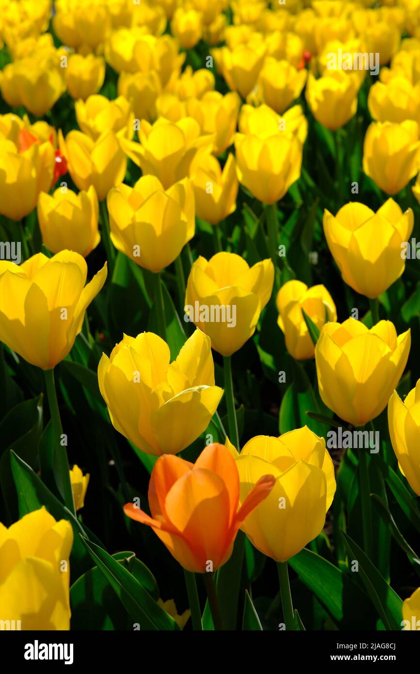 Beautiful Yellow Empress tulips glowing in a bed at the Canada Tulip ...