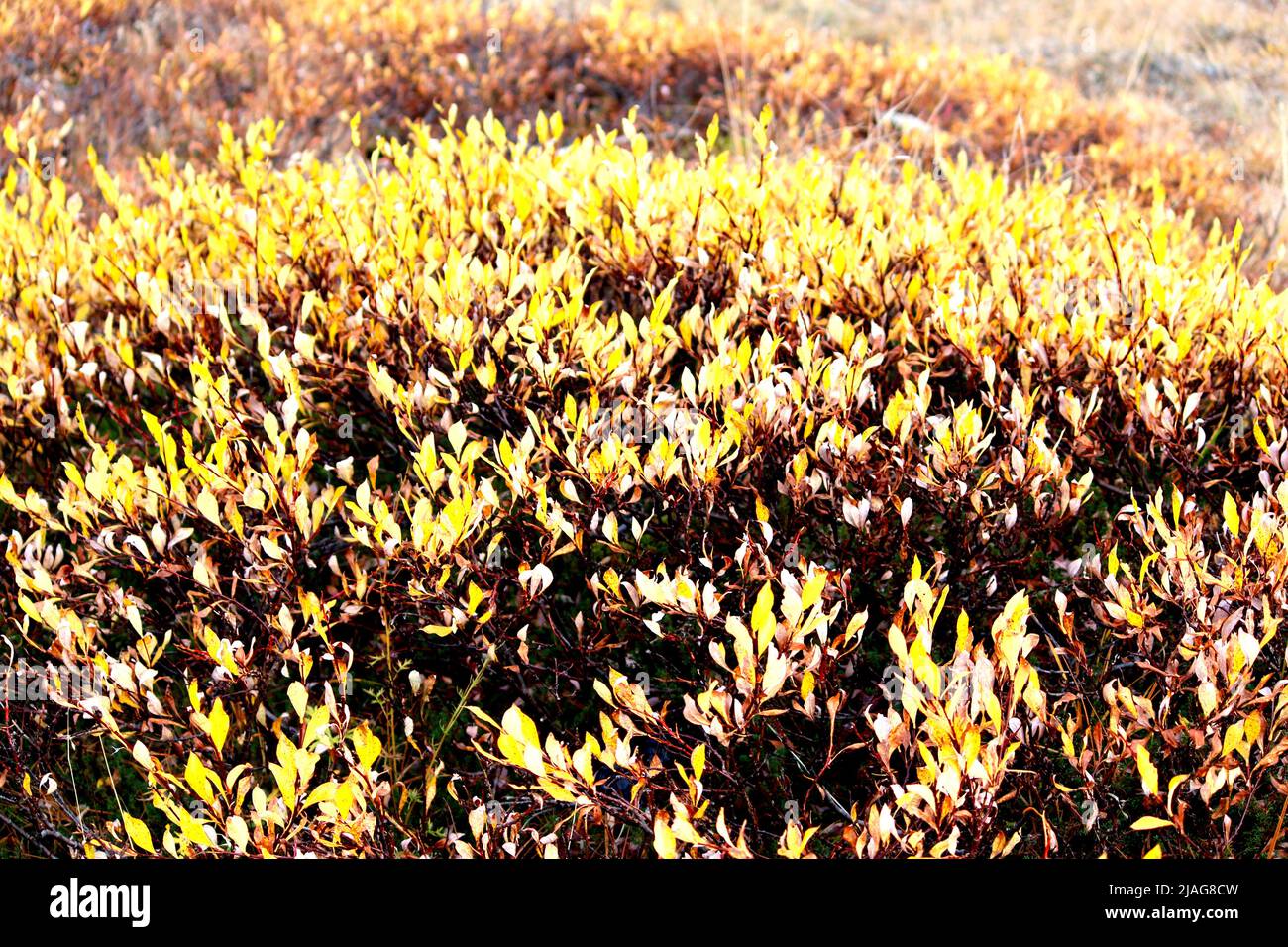 color of plants on Alaskan hike Stock Photo - Alamy