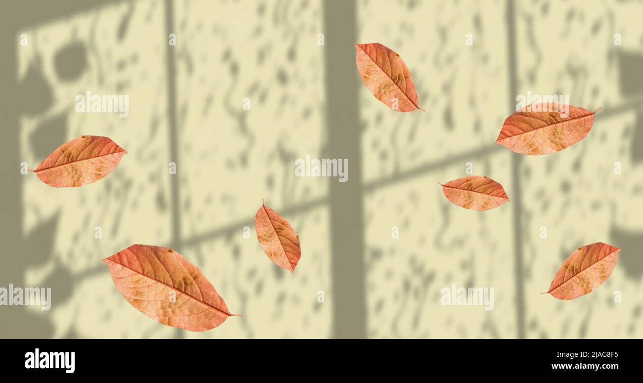 Image of fall leaves floating over window shadow on yellow background ...