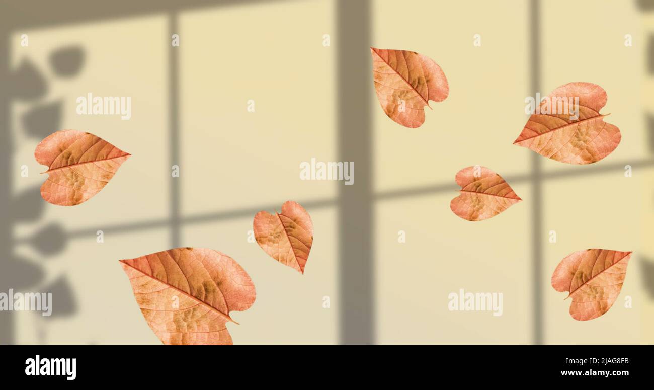 Image of fall leaves floating over window shadow on yellow background ...