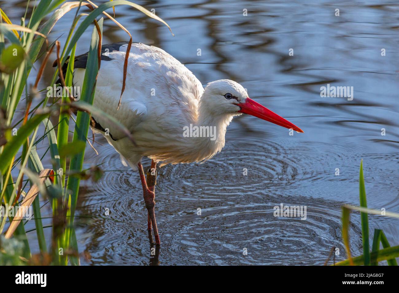 White Stork (Ciconia ciconia) - A carnivore, the white stork eats a ...