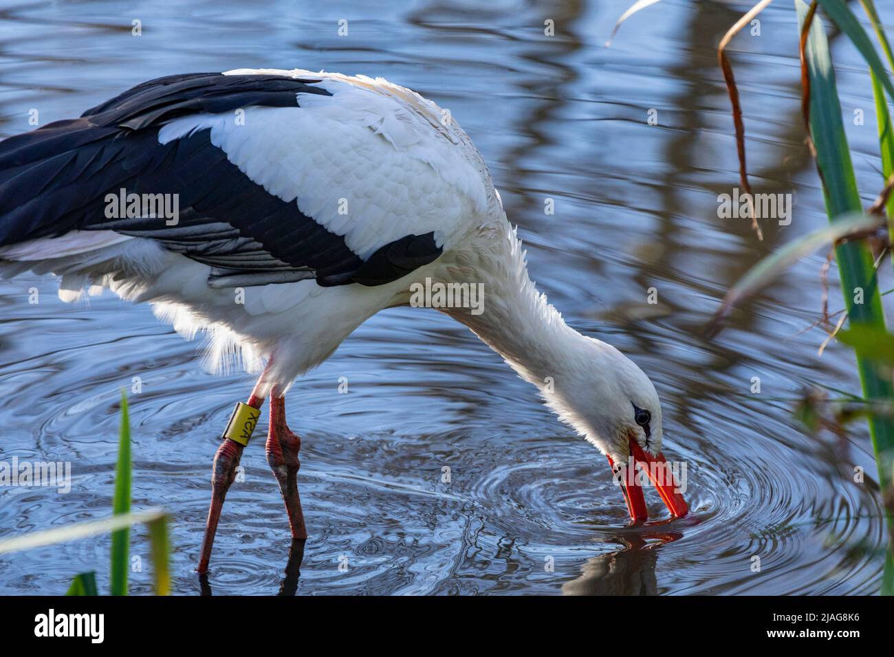 White Stork (Ciconia ciconia) - A carnivore, the white stork eats a ...