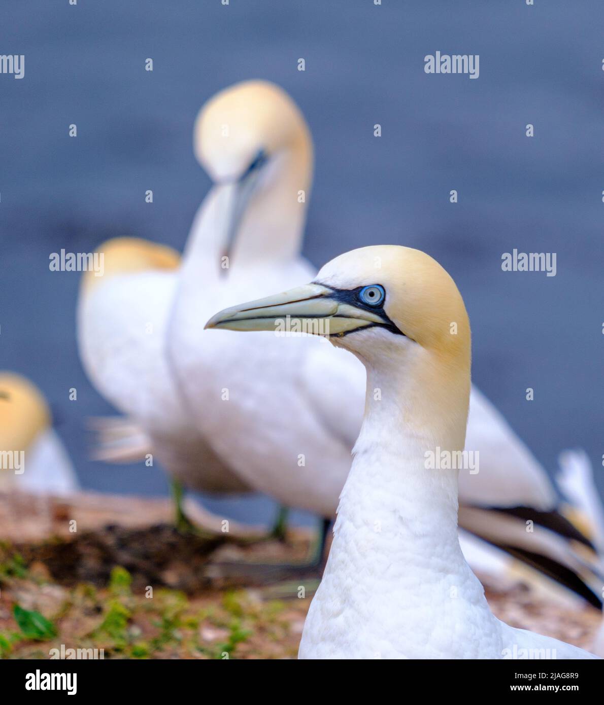 Gannets nesting on island of Helgoland, North Sea Stock Photo - Alamy