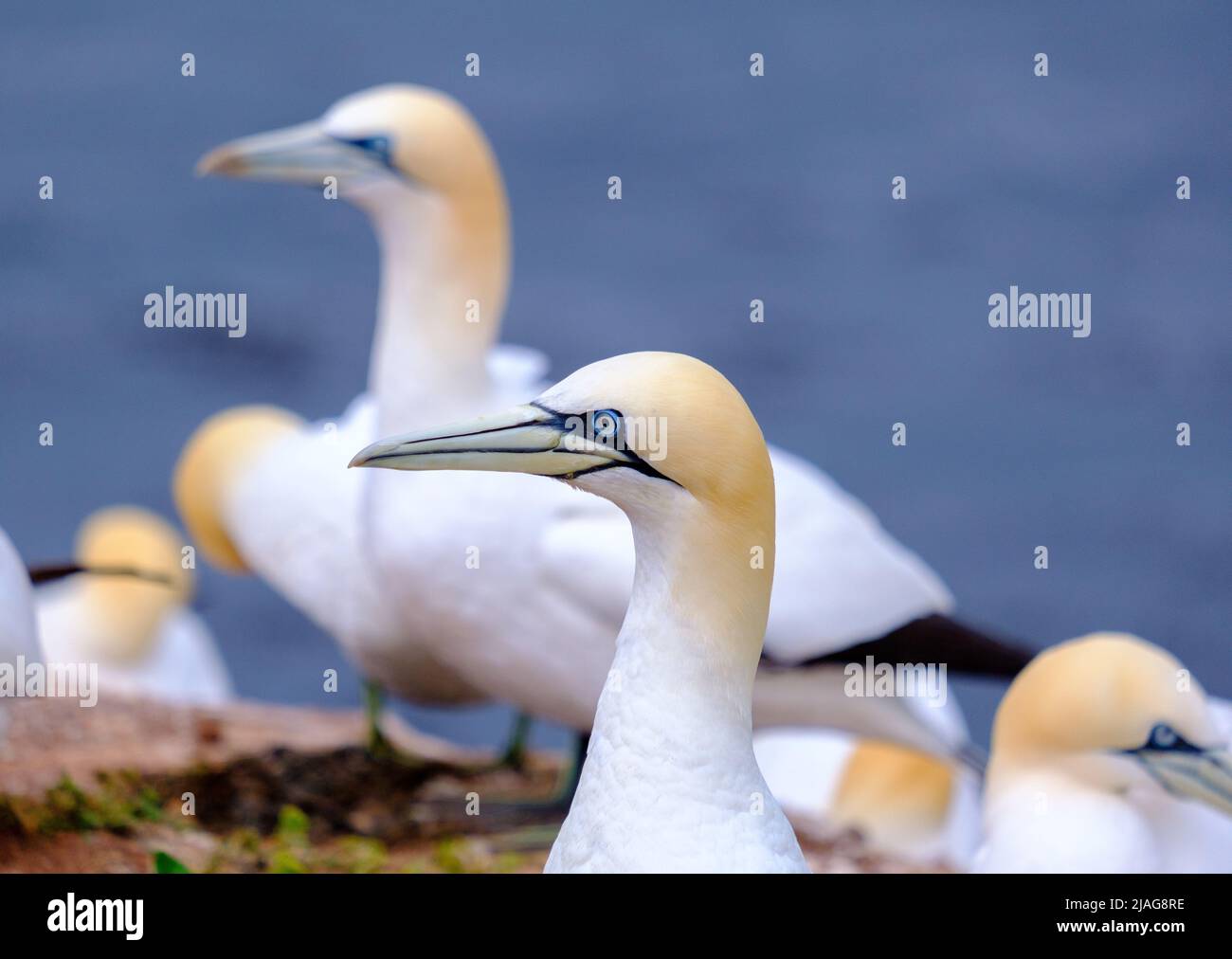 Helgoland germany birds hi-res stock photography and images - Alamy