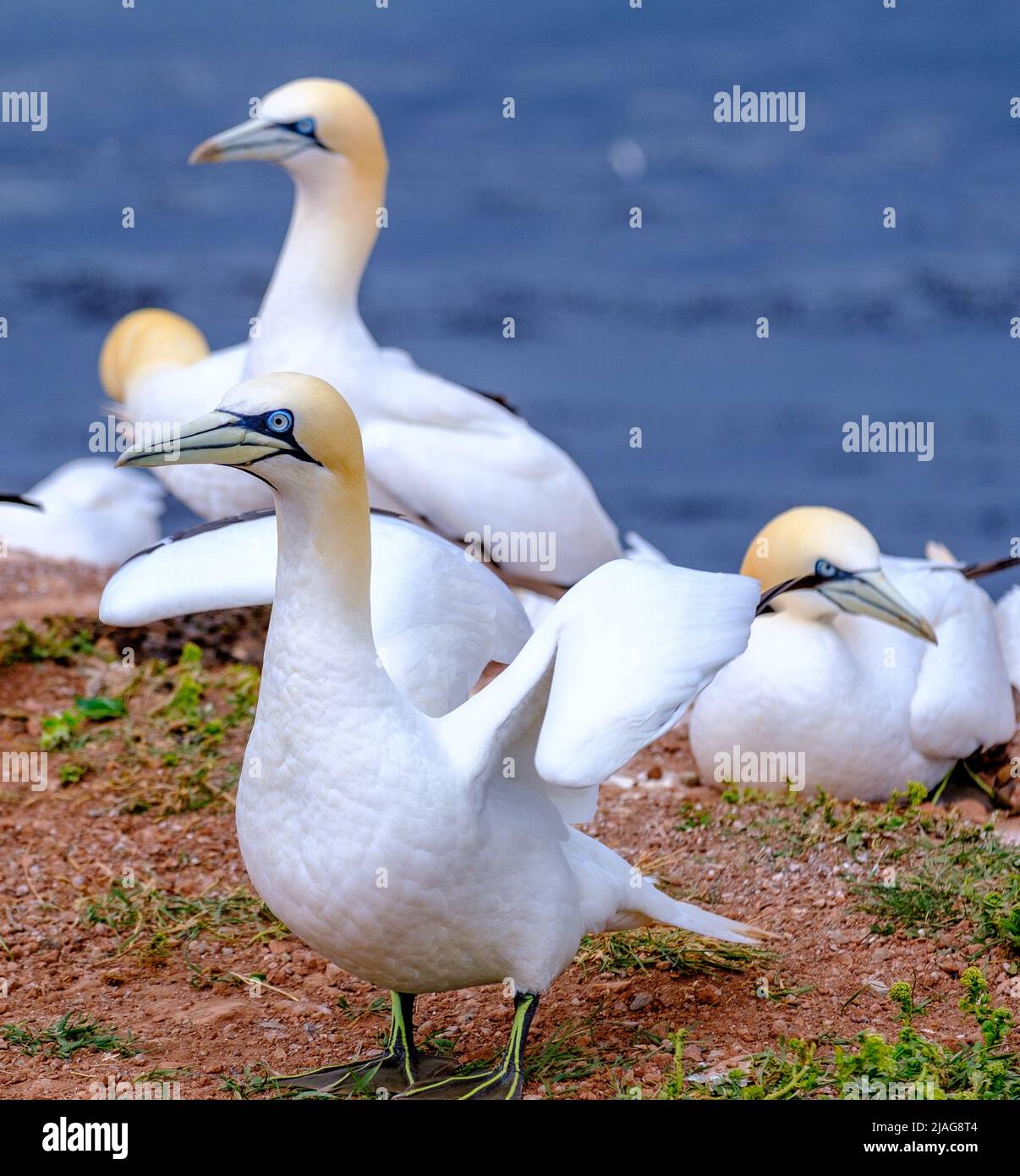 Gannets on Helgoland Stock Photo - Alamy