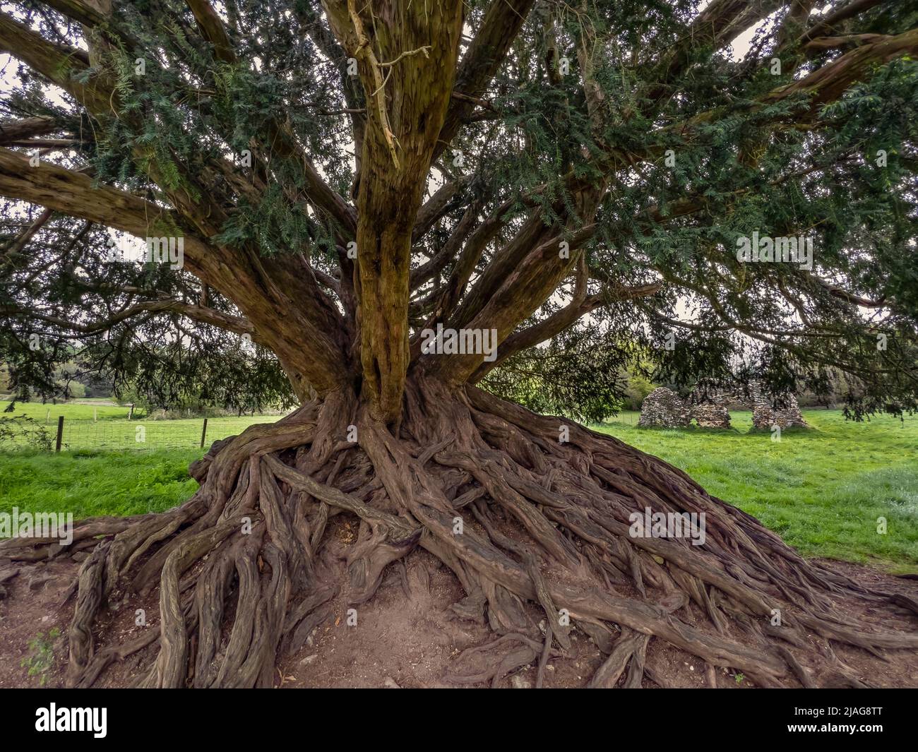 The roots of an old Yew Tree (Taxus baccata) in Surrey, England. Most ...