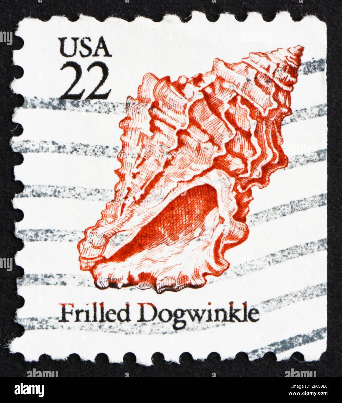 Frilled dogwinkle hi-res stock photography and images - Alamy