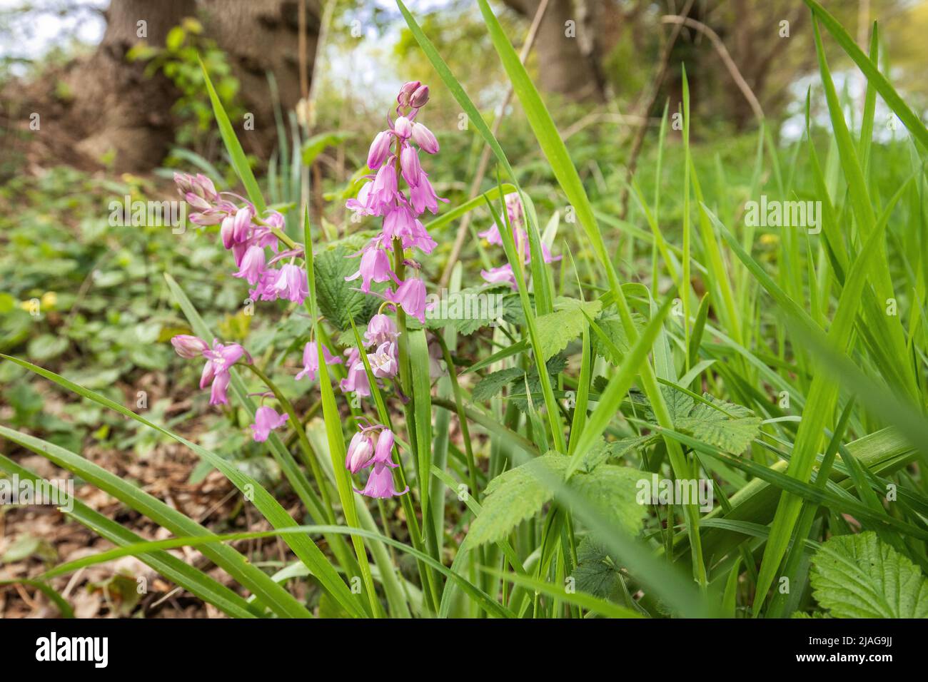 Close up of pink Bluebells, Hyacinthoides hispanica, with beautiful ...