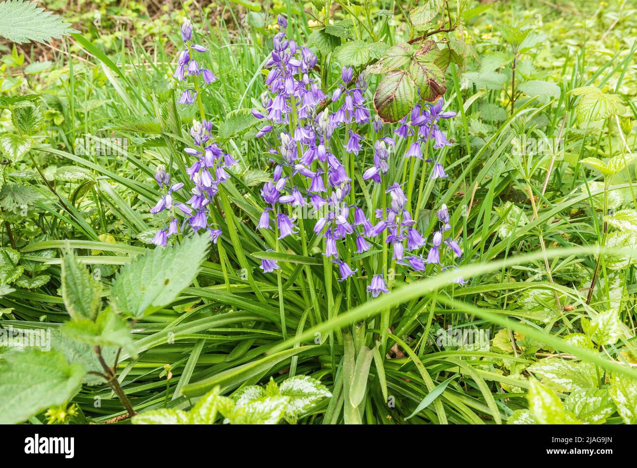 Close up of Bluebells, Hyacinthoides hispanica, with beautiful blue ...