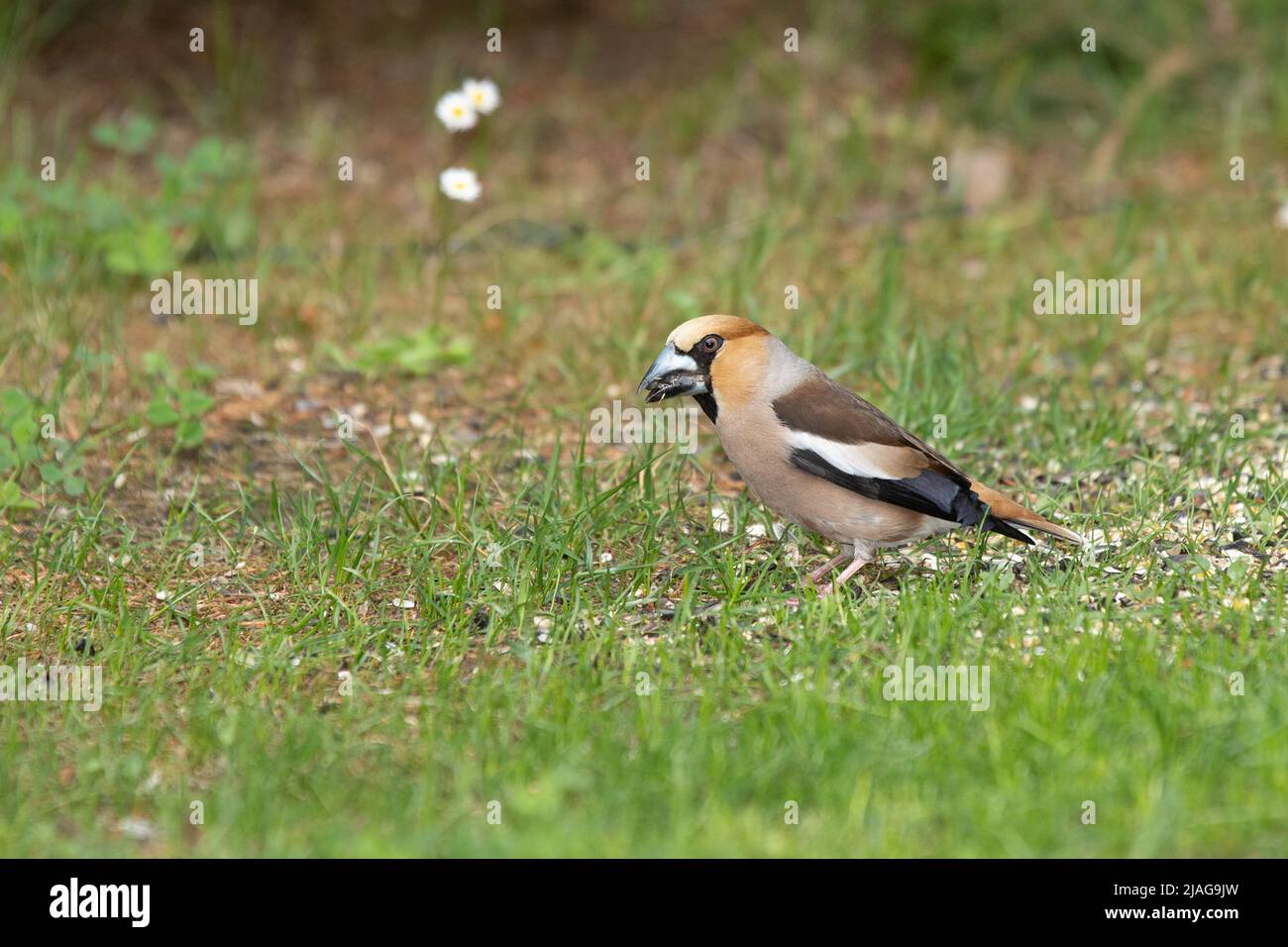 Close up of a foraging Hawfinch, Coccothraustes coccothraustes, in a ...