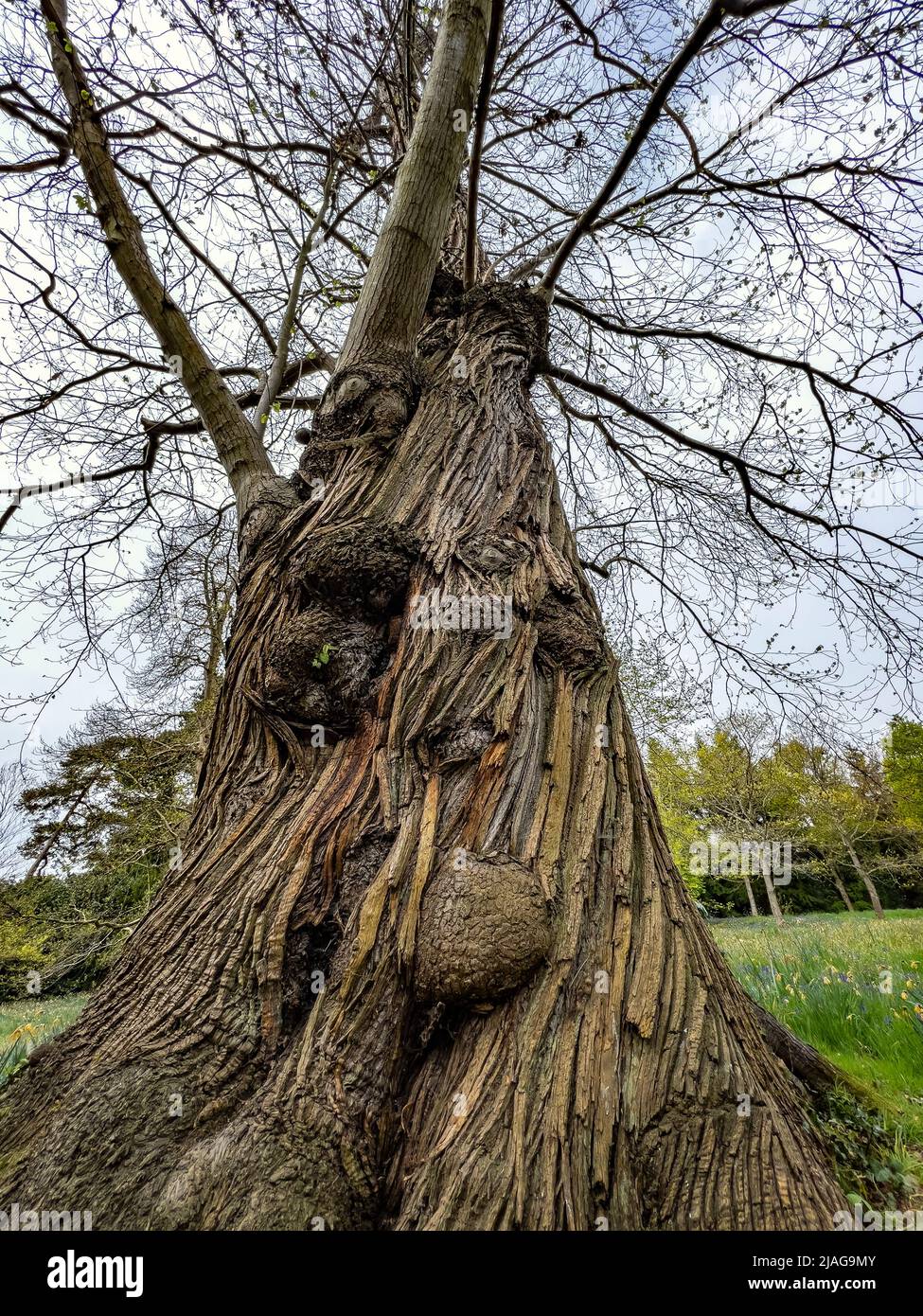 Large tree in early Spring, West Sussex in the United Kingdom Stock ...
