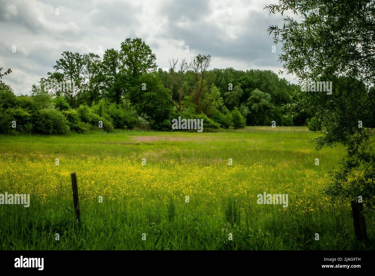 nature meadow in a nature park in springtime blooming Stock Photo - Alamy
