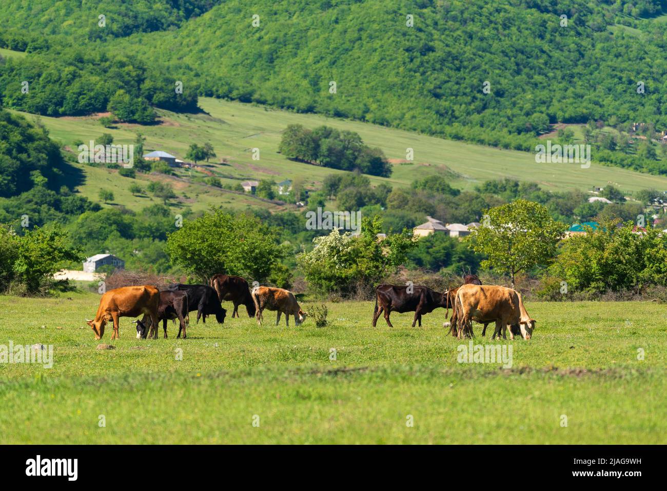 Meadow feed feeding alpine hi-res stock photography and images - Alamy