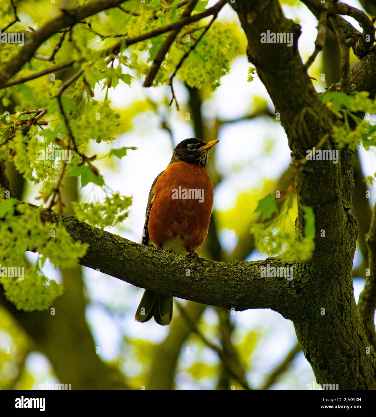 A lone Robin bird perching on a maple tree branch in early spring ...
