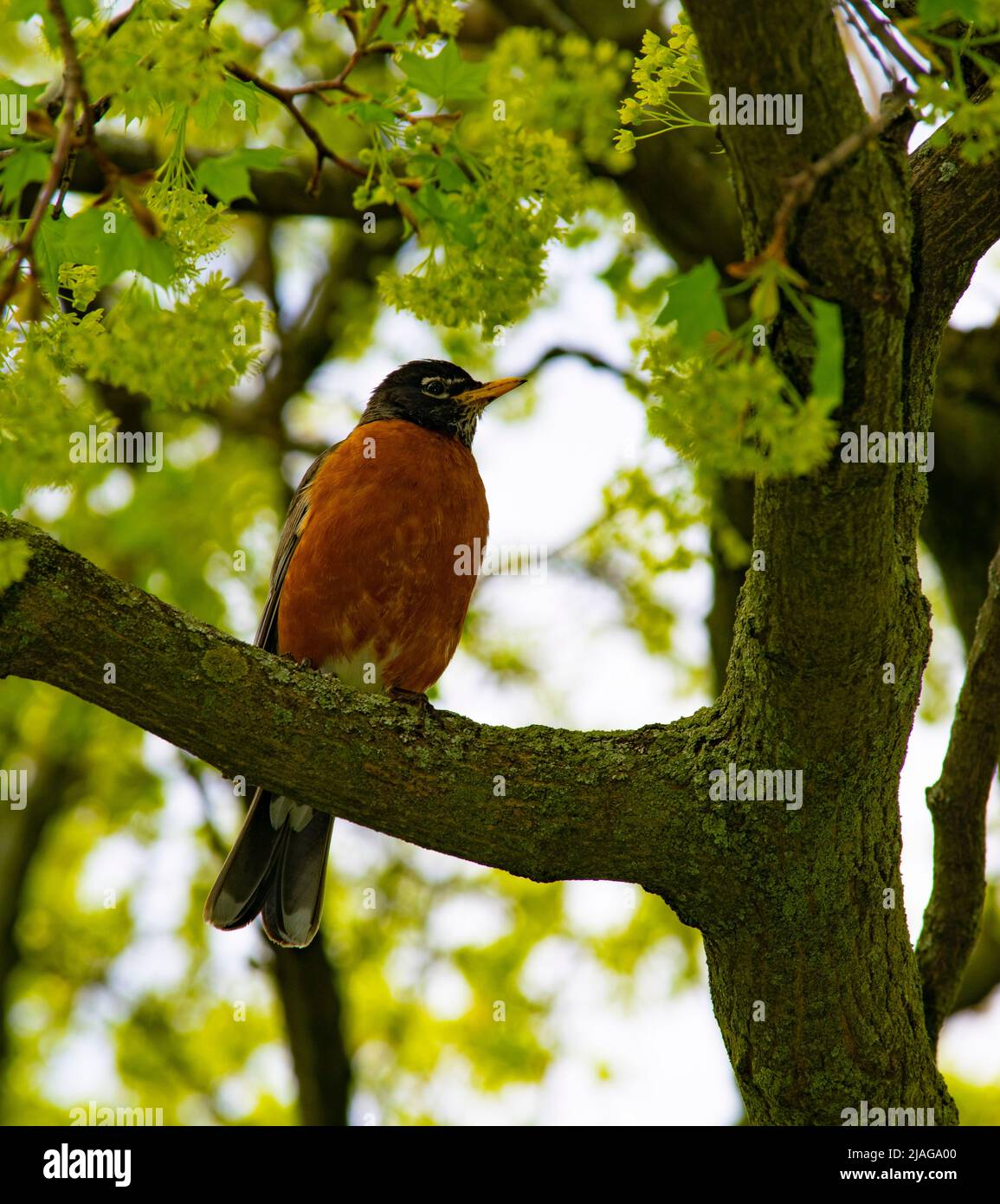 An American Robin bird perching on a maple tree branch in early spring ...