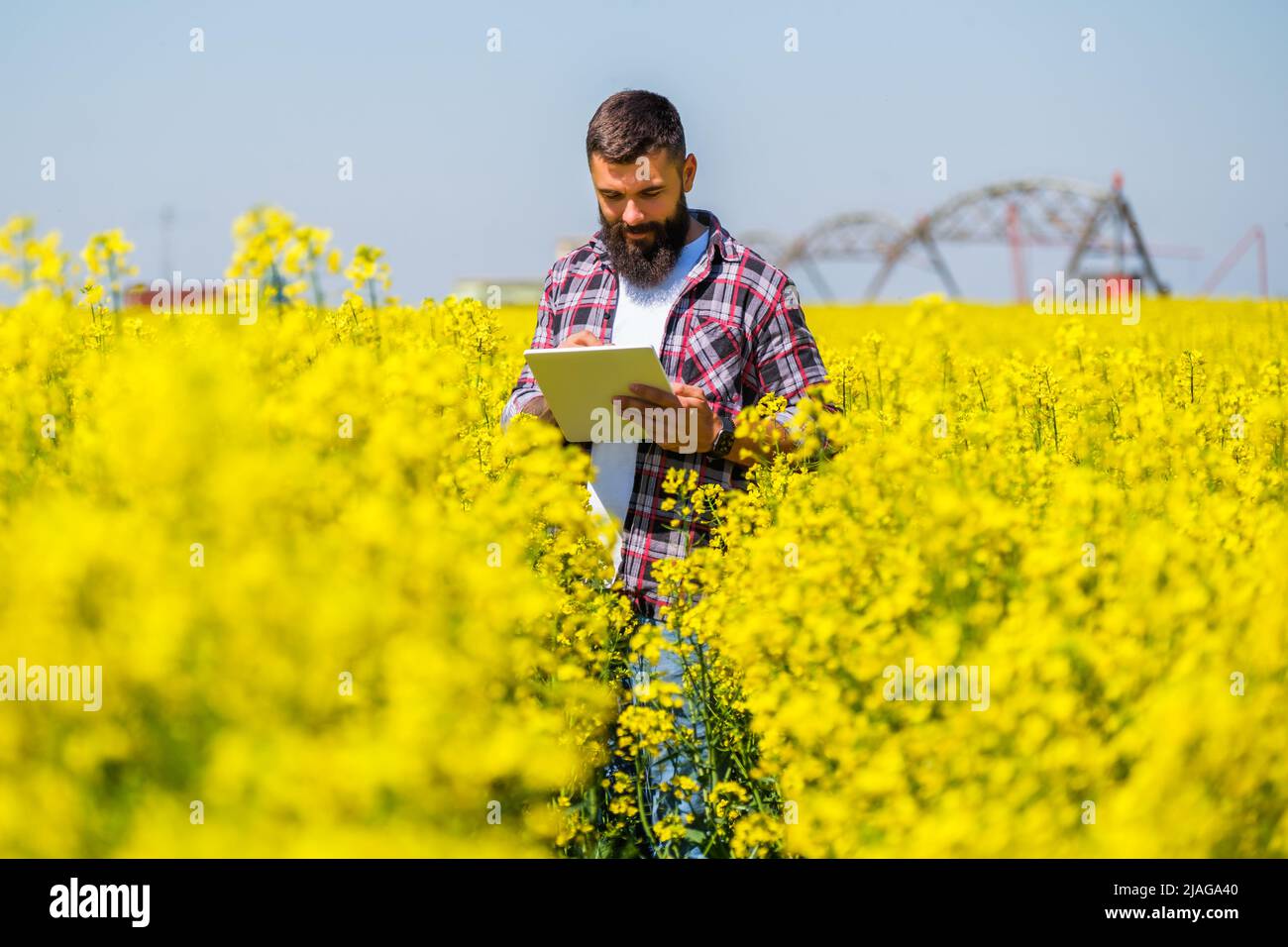 Agronomist is standing in his blooming rapeseed field and examining the ...