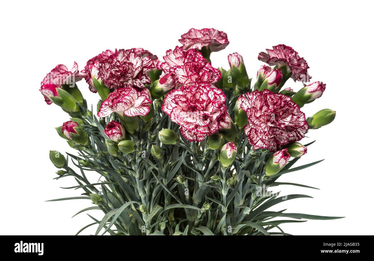 Pink and white dianthus caryophyllus flowers isolated on white ...