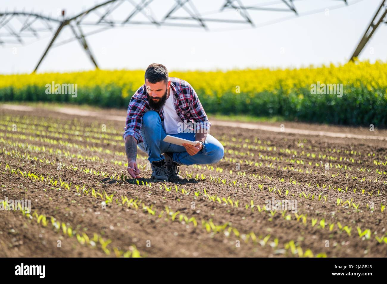 Farmer is examining the progress of crops in his corn field Stock Photo ...