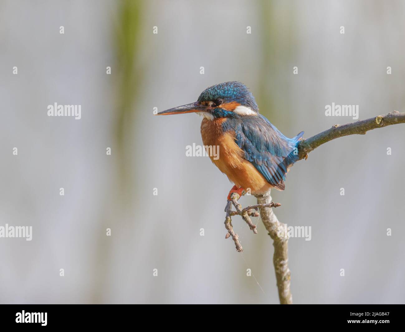 Bright coloured Kingfisher, side on, on a branch with a clear pastel ...