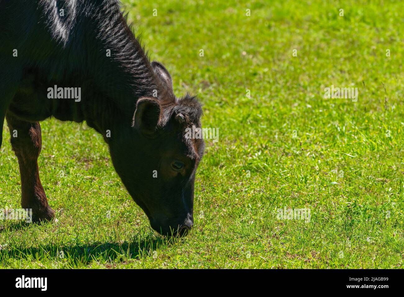 Meadow feed feeding alpine hi-res stock photography and images - Alamy