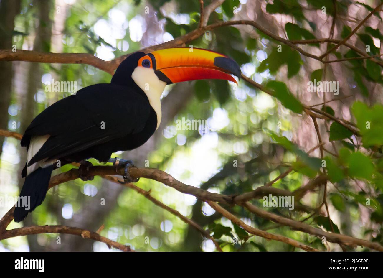 Toco toucan species ramphastos hi-res stock photography and images - Alamy