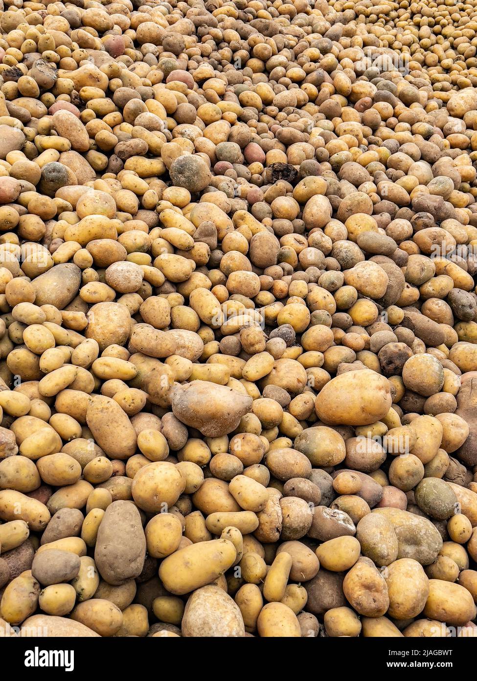 Huge mound of freshly cultivated potatoes in a farmyard in North ...