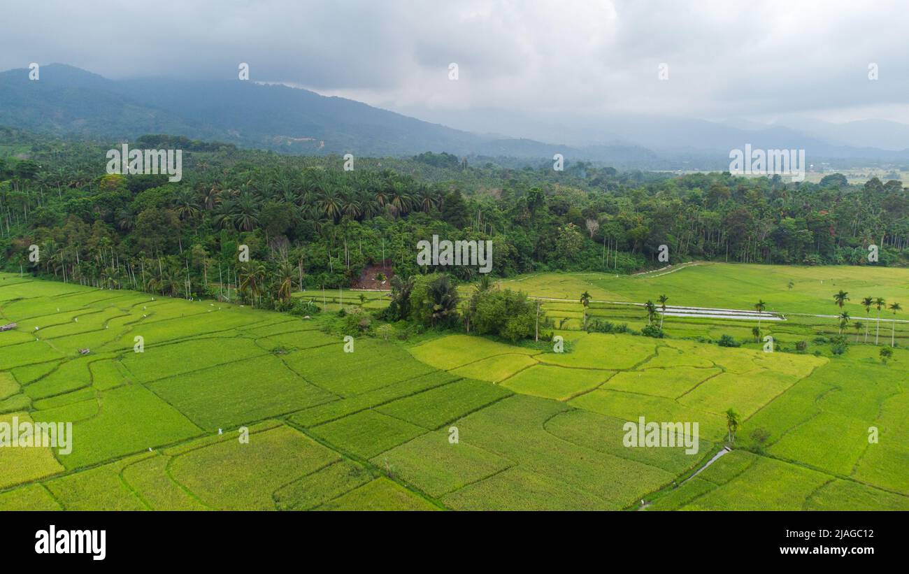 Aerial view of rice fields, Aceh, Indonesia Stock Photo - Alamy