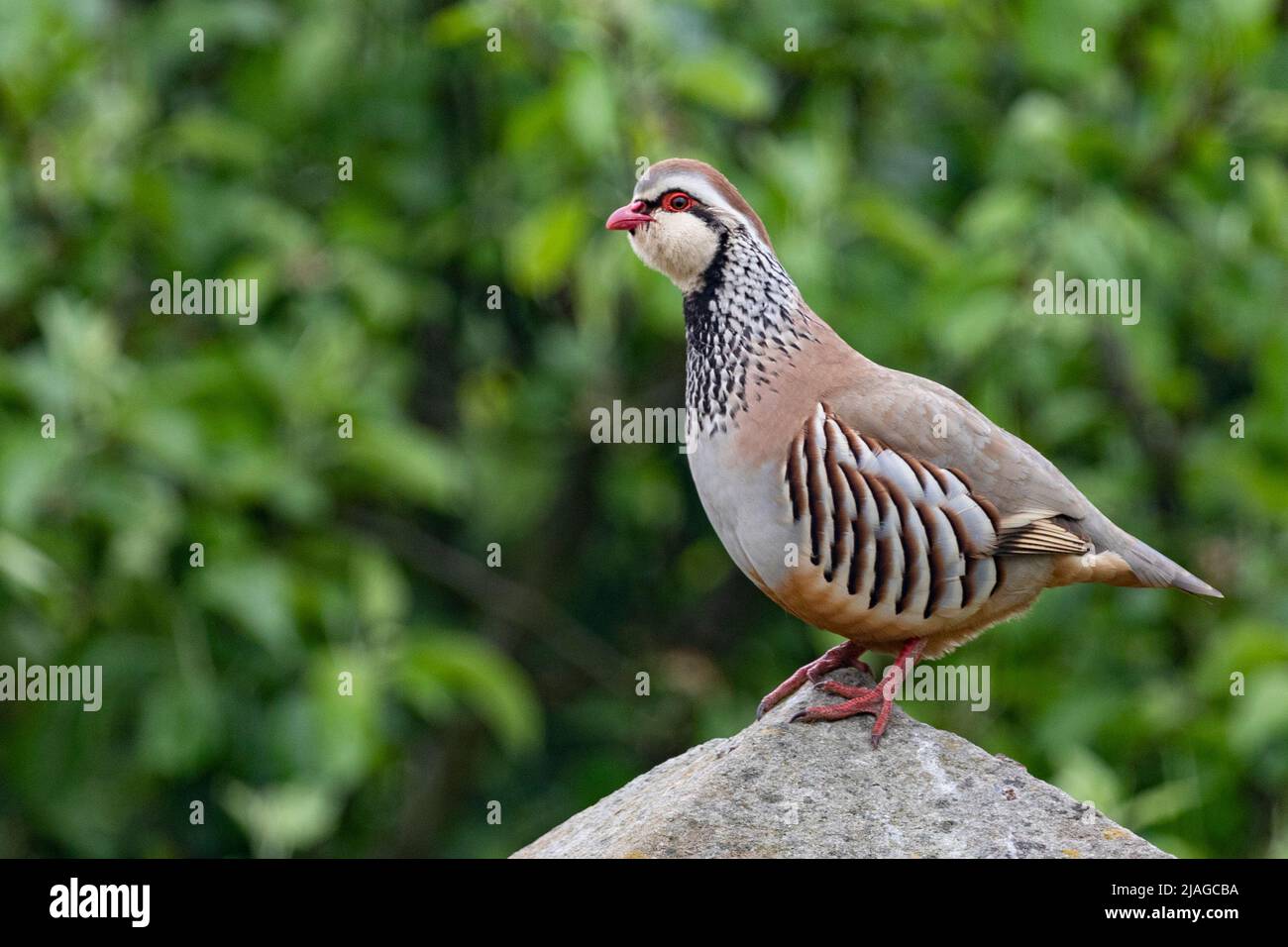 Red-legged partridge (Alectoris rufa) - Also known as a French ...